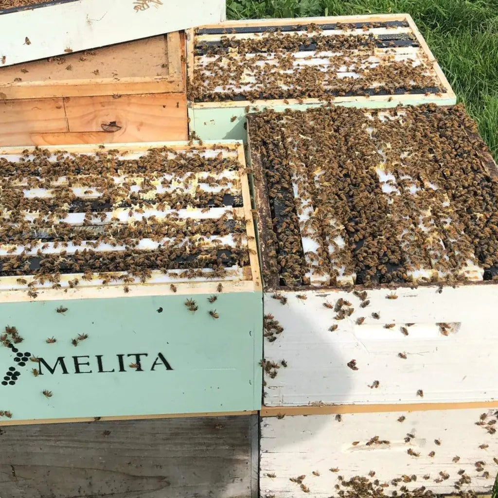 How a New Hive Begins | bees, honey bees and more | Happy Valley Honey ...