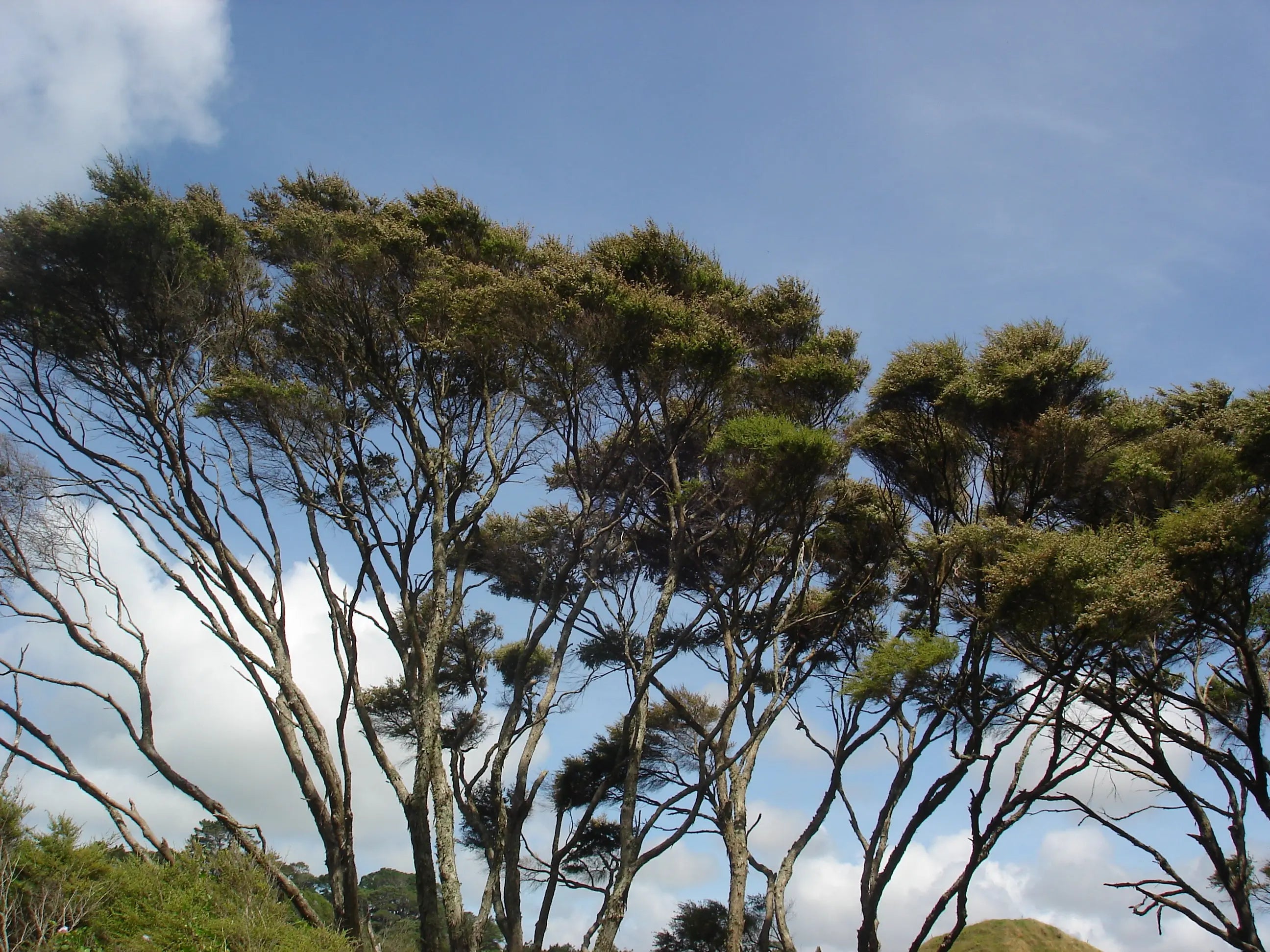 The Wonders of the Mānuka Tree | facts, manuka, manuka honey and more ...